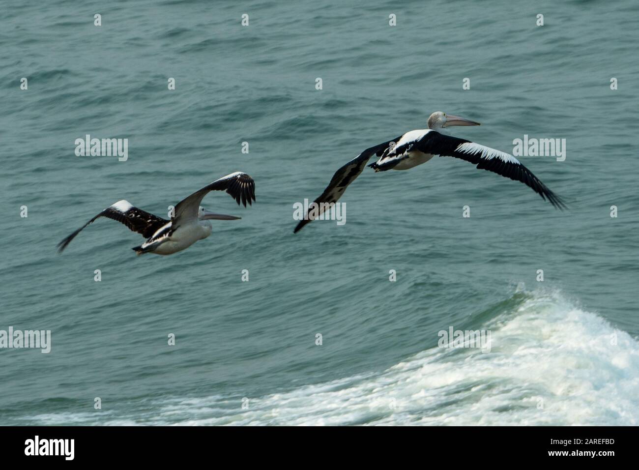 Two big birds flying, a pair of Australian Pelicans in flight above the ...