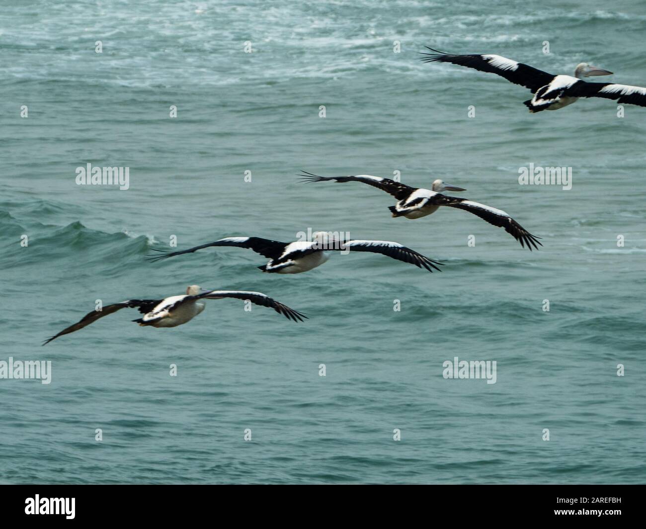 Cargo planes of the bird world hi-res stock photography and images - Alamy