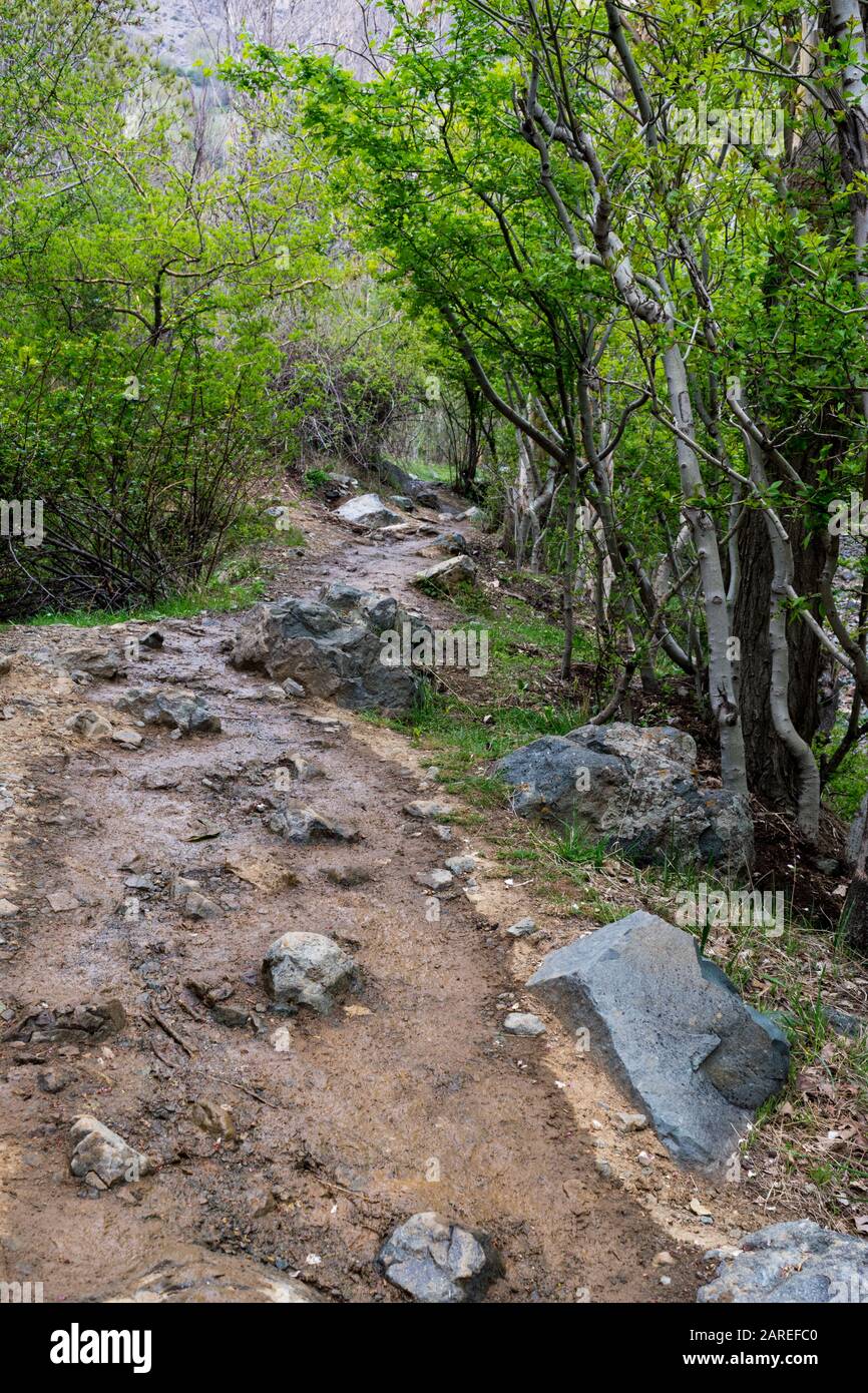 Golab hi-res stock photography and images - Alamy