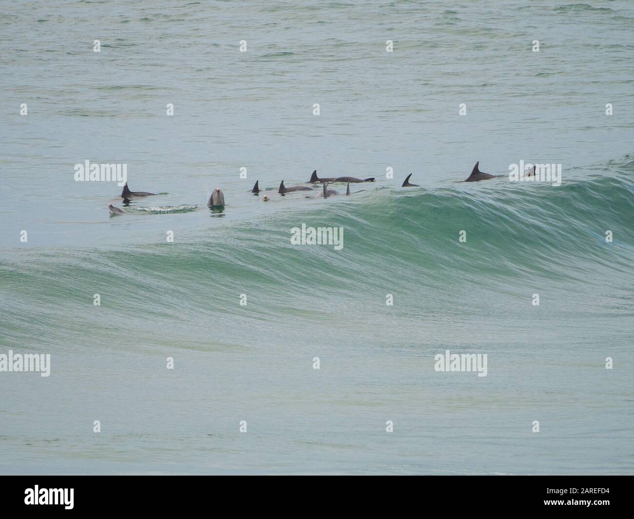 Hooked dorsal fins hi-res stock photography and images - Alamy