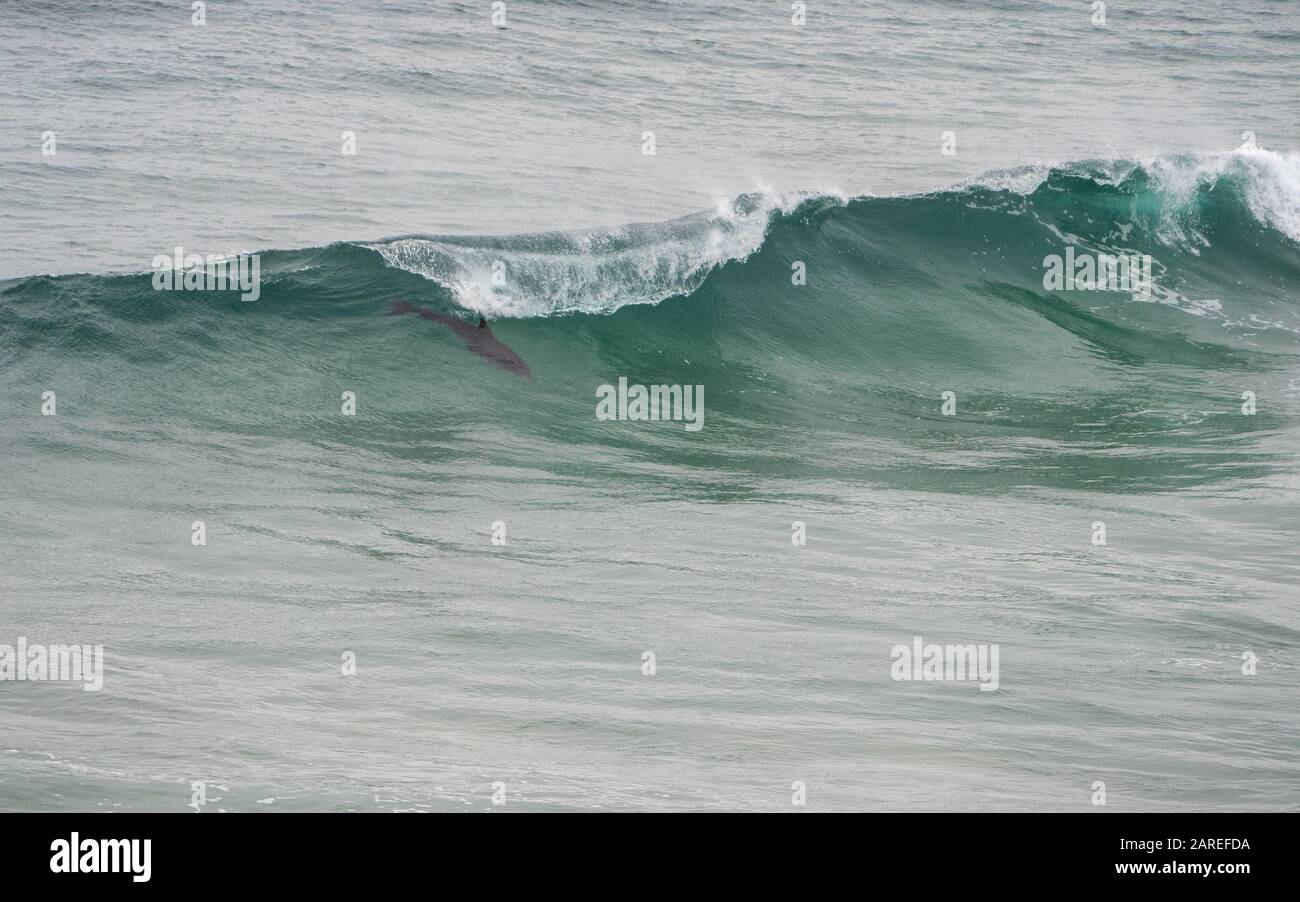 A Bottlenose Dolphin surfing through a wave, Australian East Coast NSW ...