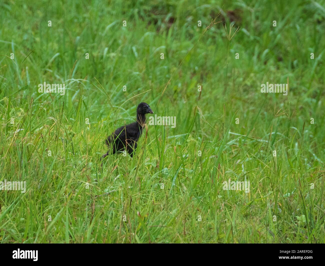 Bird, a fluffy waterhen chick almost hidden in the long green grass ...