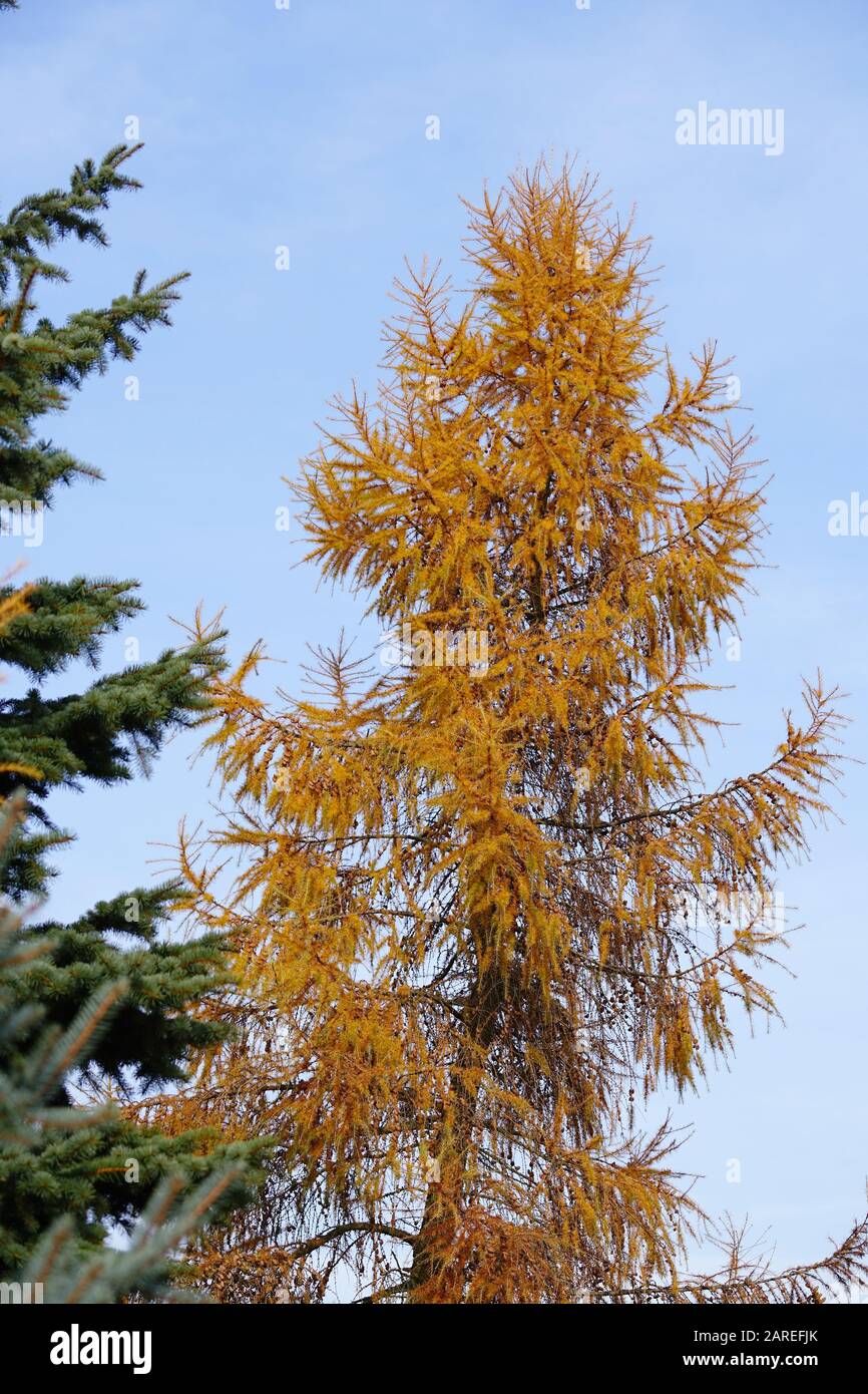 Yellow larch branch hi-res stock photography and images - Alamy