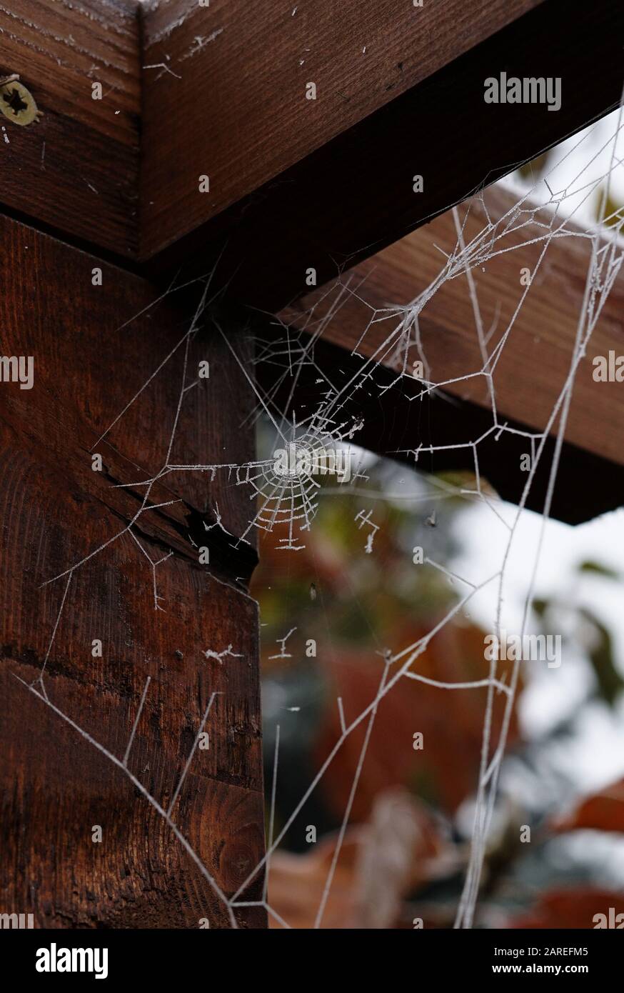 frost-covered cobweb on a garden pergola Stock Photo - Alamy