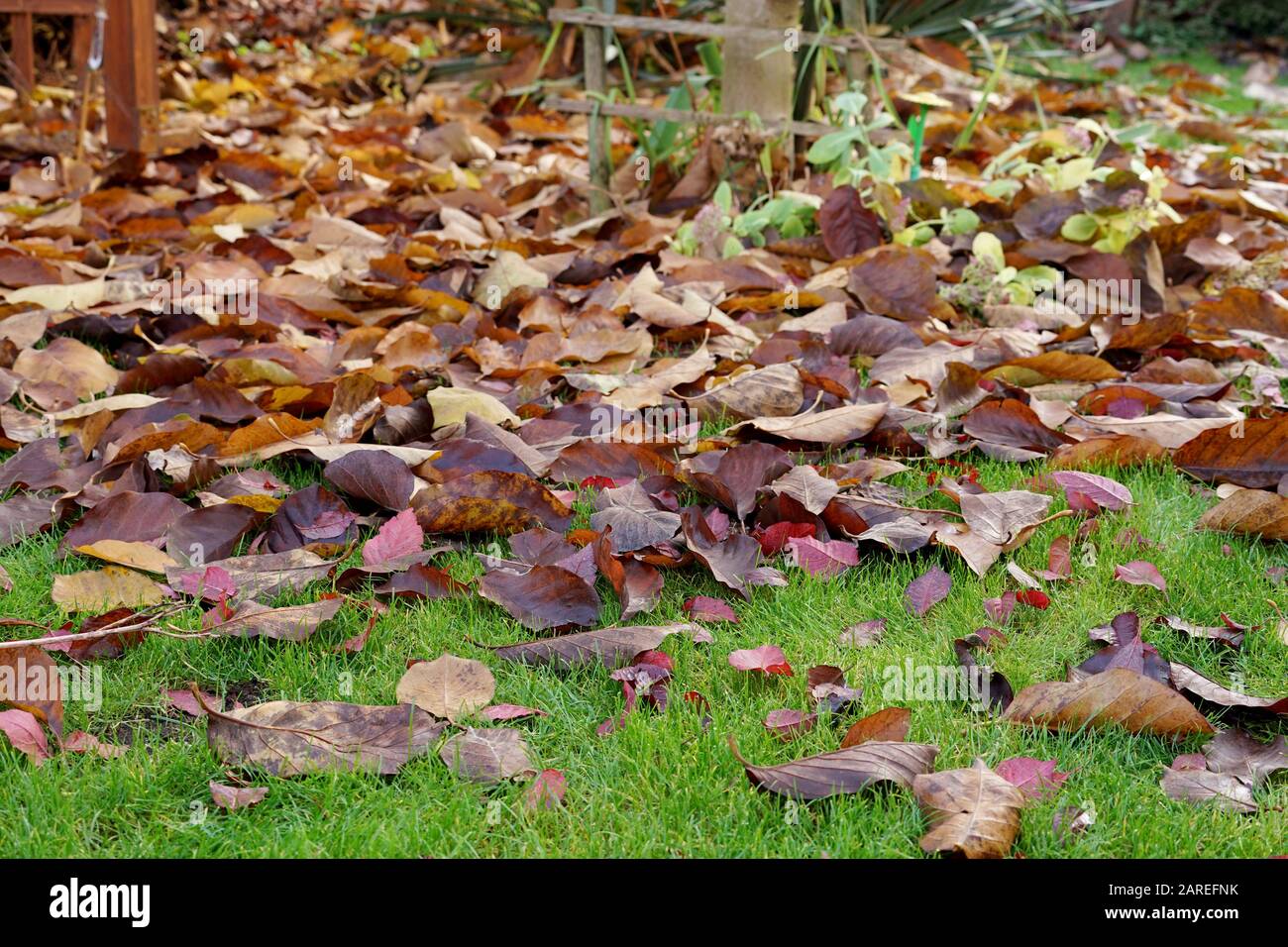 Fall magnolia leaves hi-res stock photography and images - Alamy