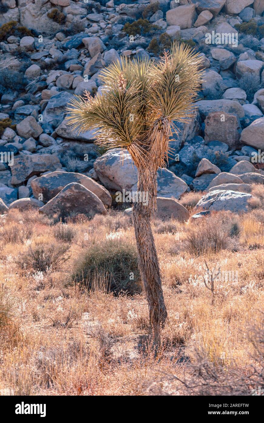 Joshua Tree, Yucca brevifolia, in desert landscape with old film toning ...