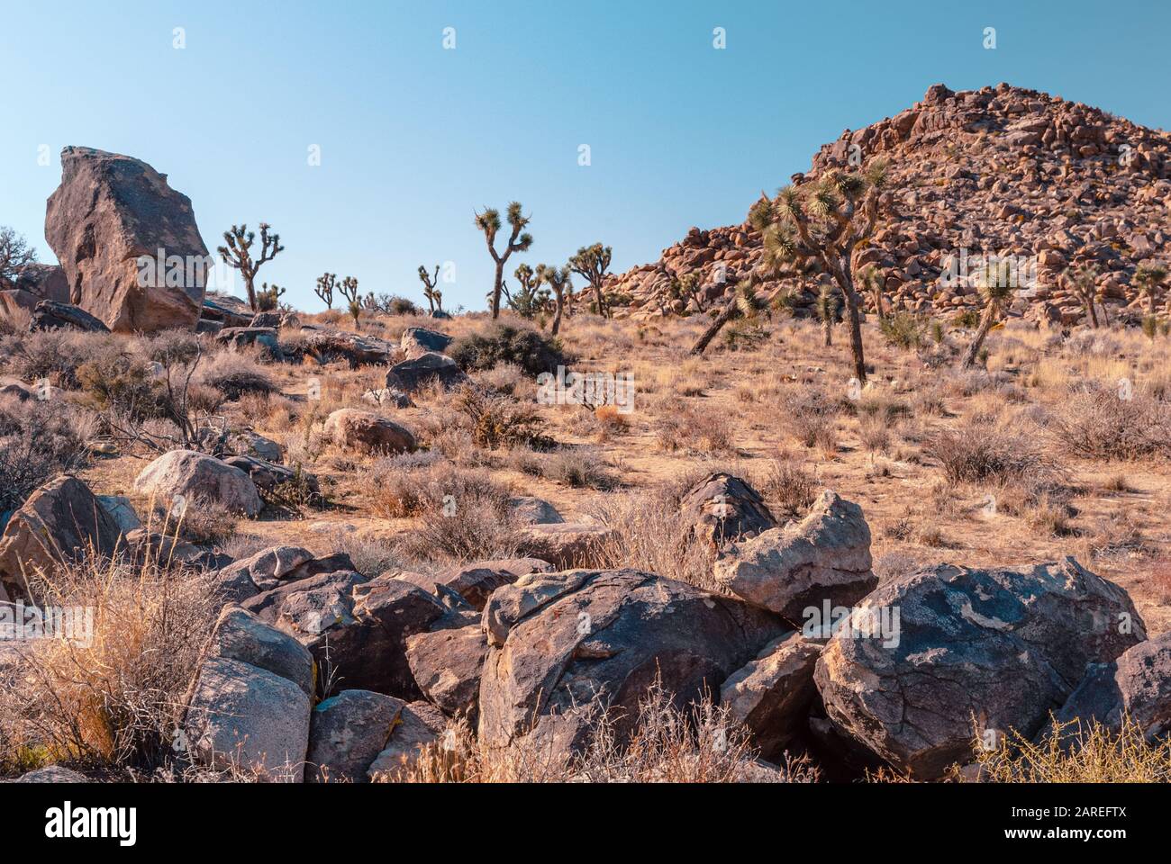 Joshua Tree, Yucca brevifolia, in desert landscape with old film toning ...