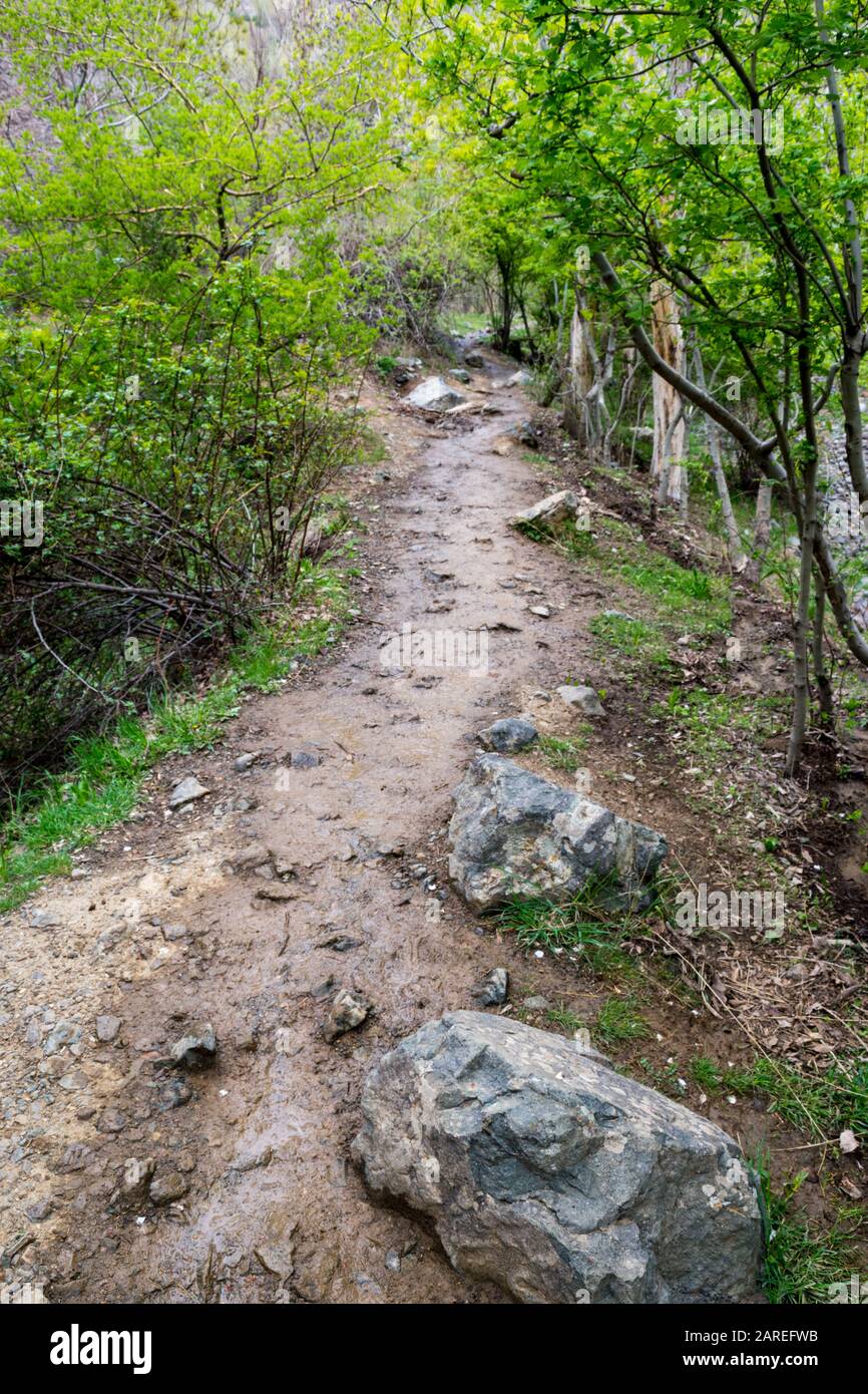 The narrow and lush green mountaineering path in tehran mountains ...