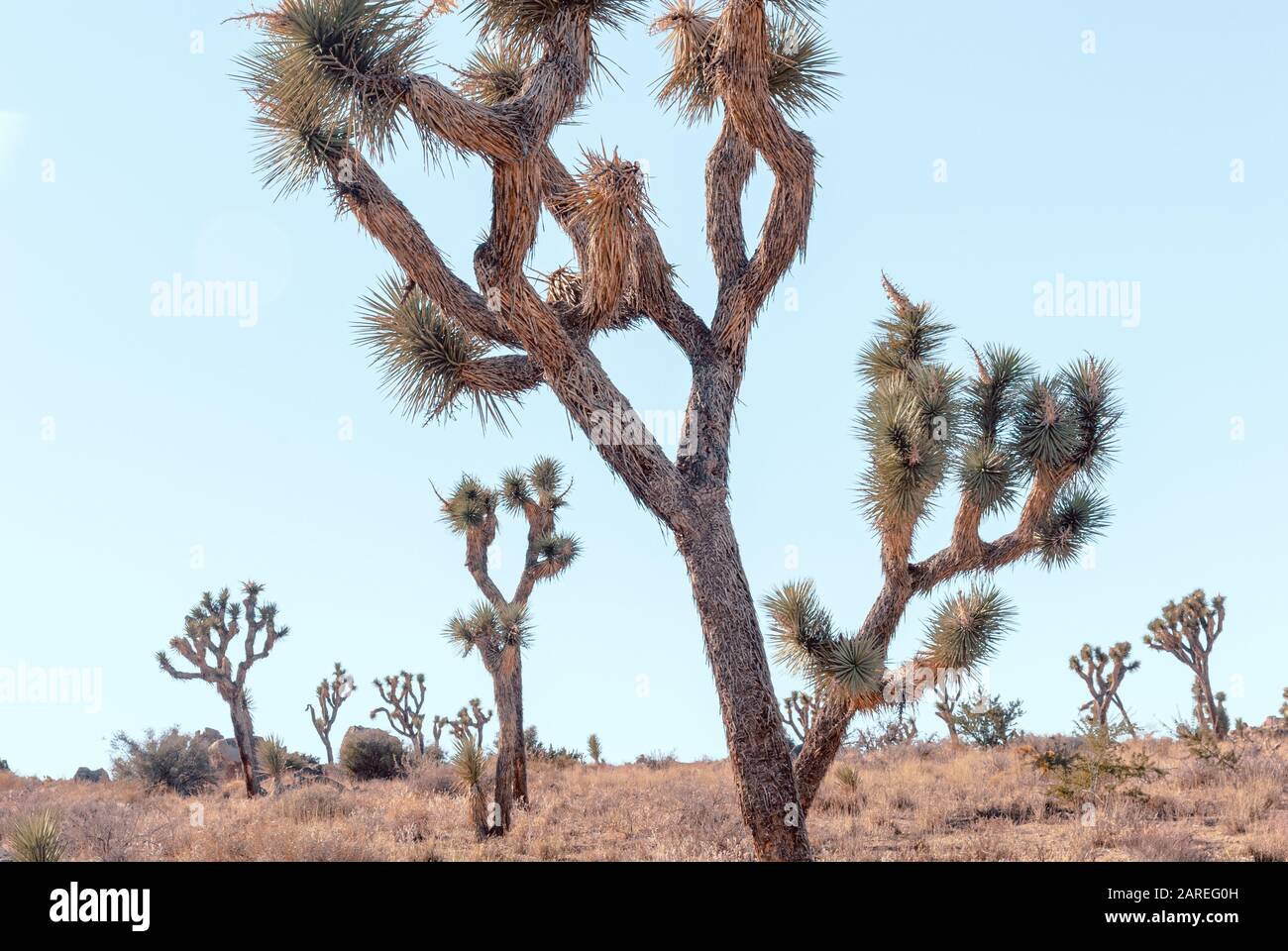 Joshua Tree, Yucca brevifolia, in desert landscape with old film toning ...
