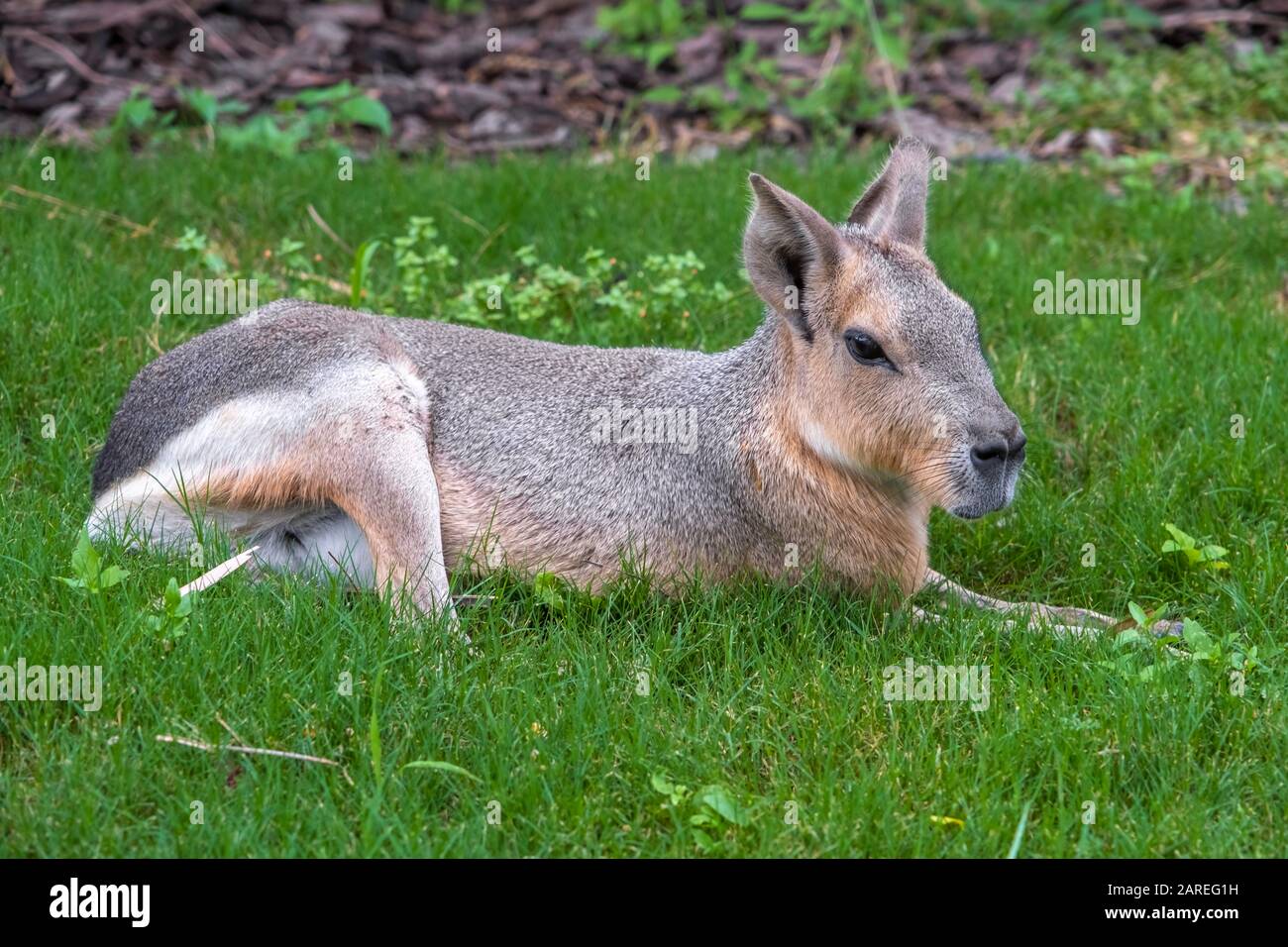 Cavy species endemic hi-res stock photography and images - Alamy