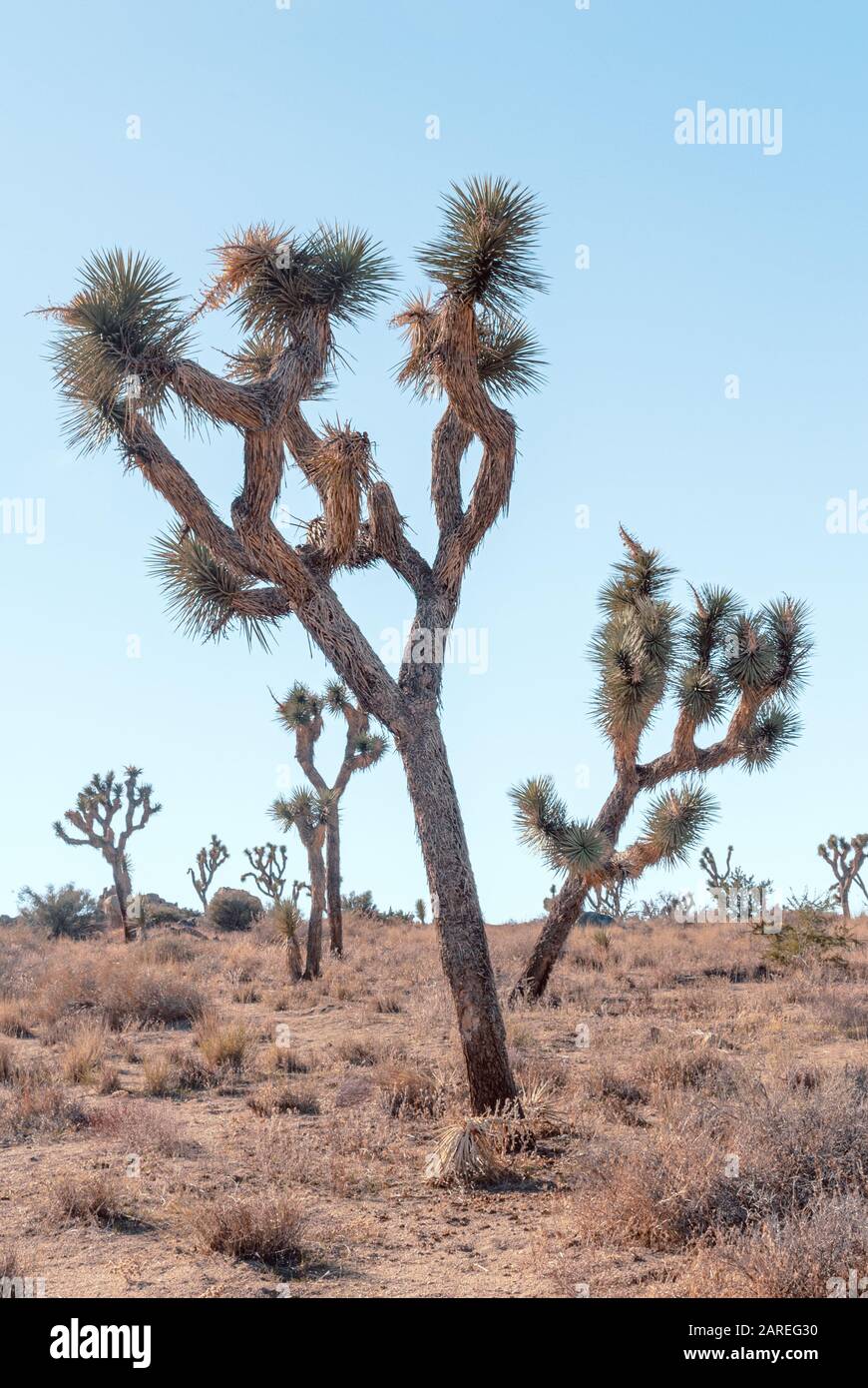 Joshua Tree, Yucca brevifolia, in desert landscape with old film toning ...