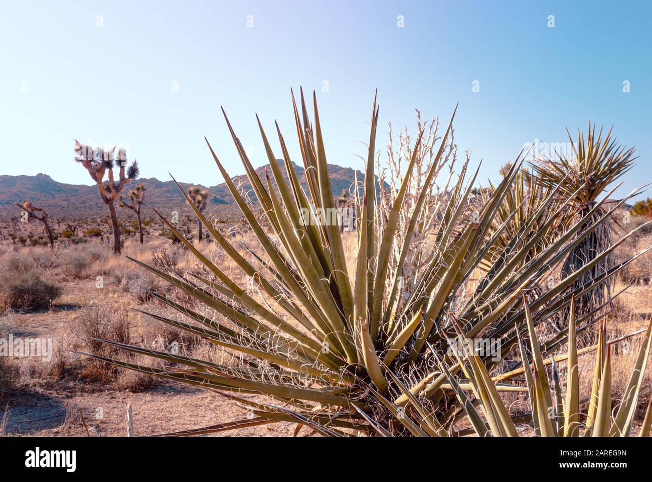 Mojave Yucca plants, Yucca schidigera, in desert landscape with old ...