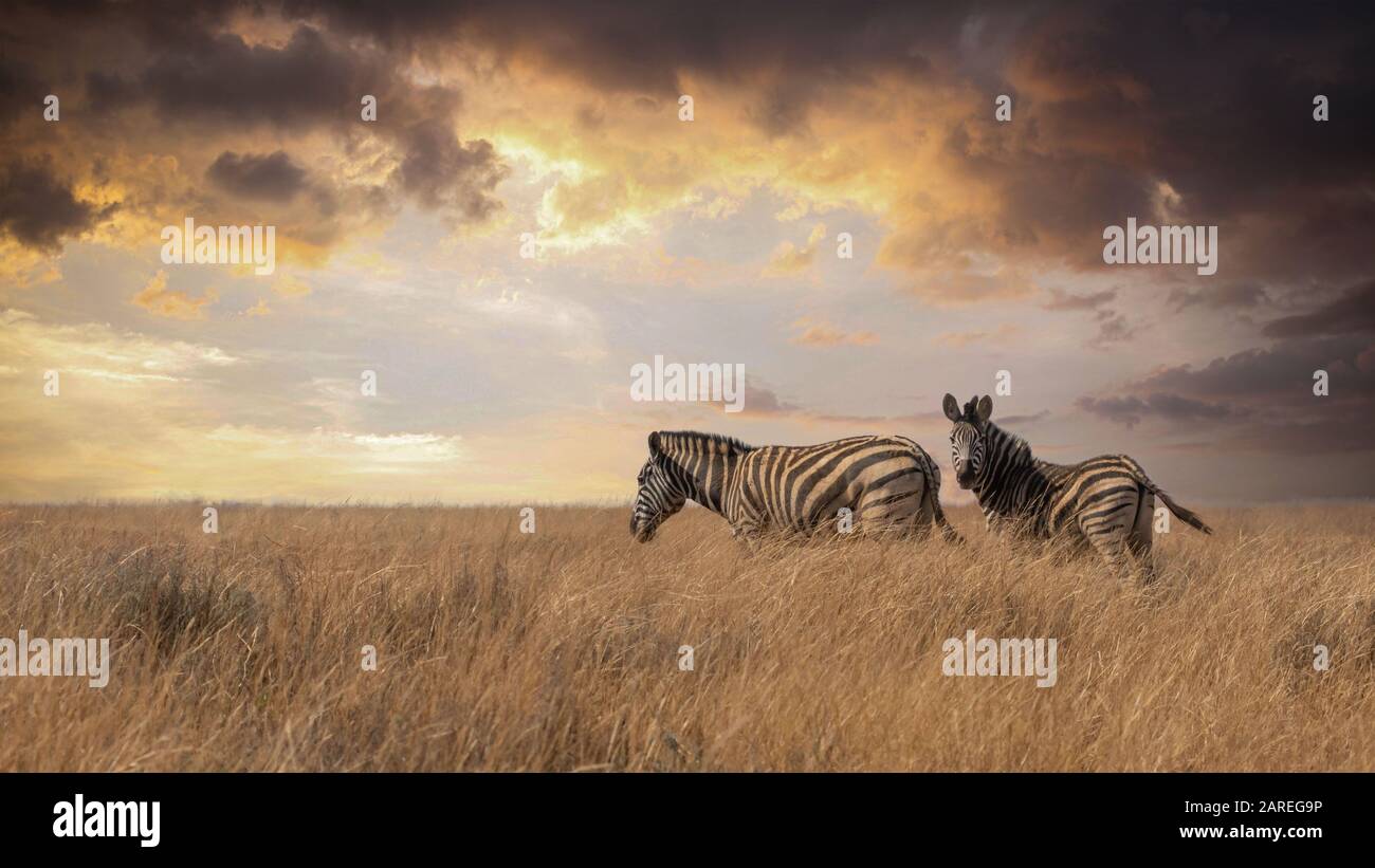 Zebra's in the African plains Stock Photo - Alamy