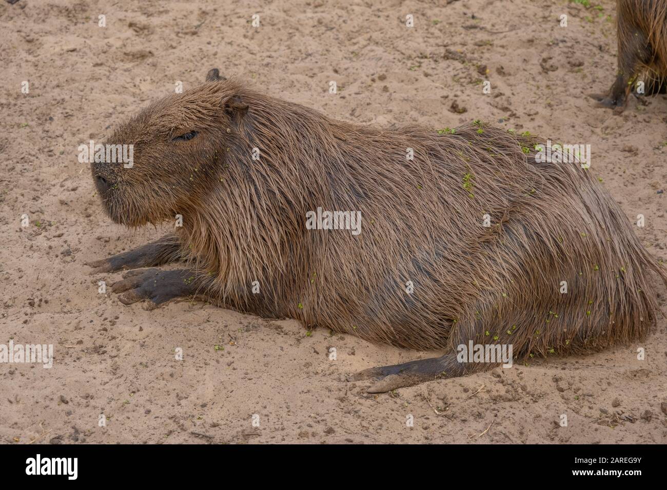 Capybaras (Hydrochoerus hydrochaeris), the largest living rodent in the ...