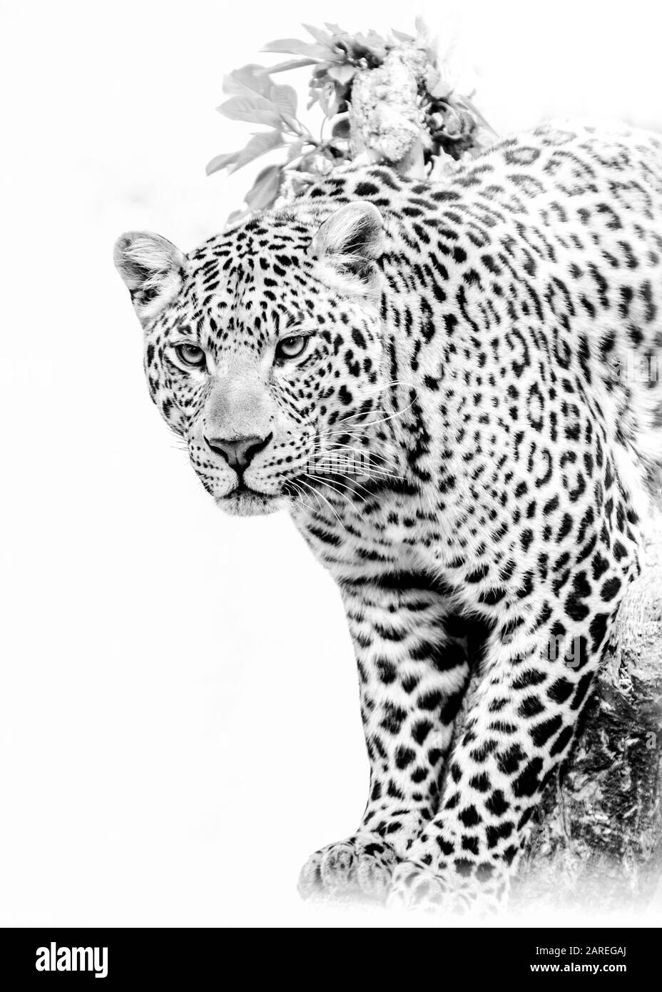 Jaguar amazon rainforest hi-res stock photography and images - Alamy