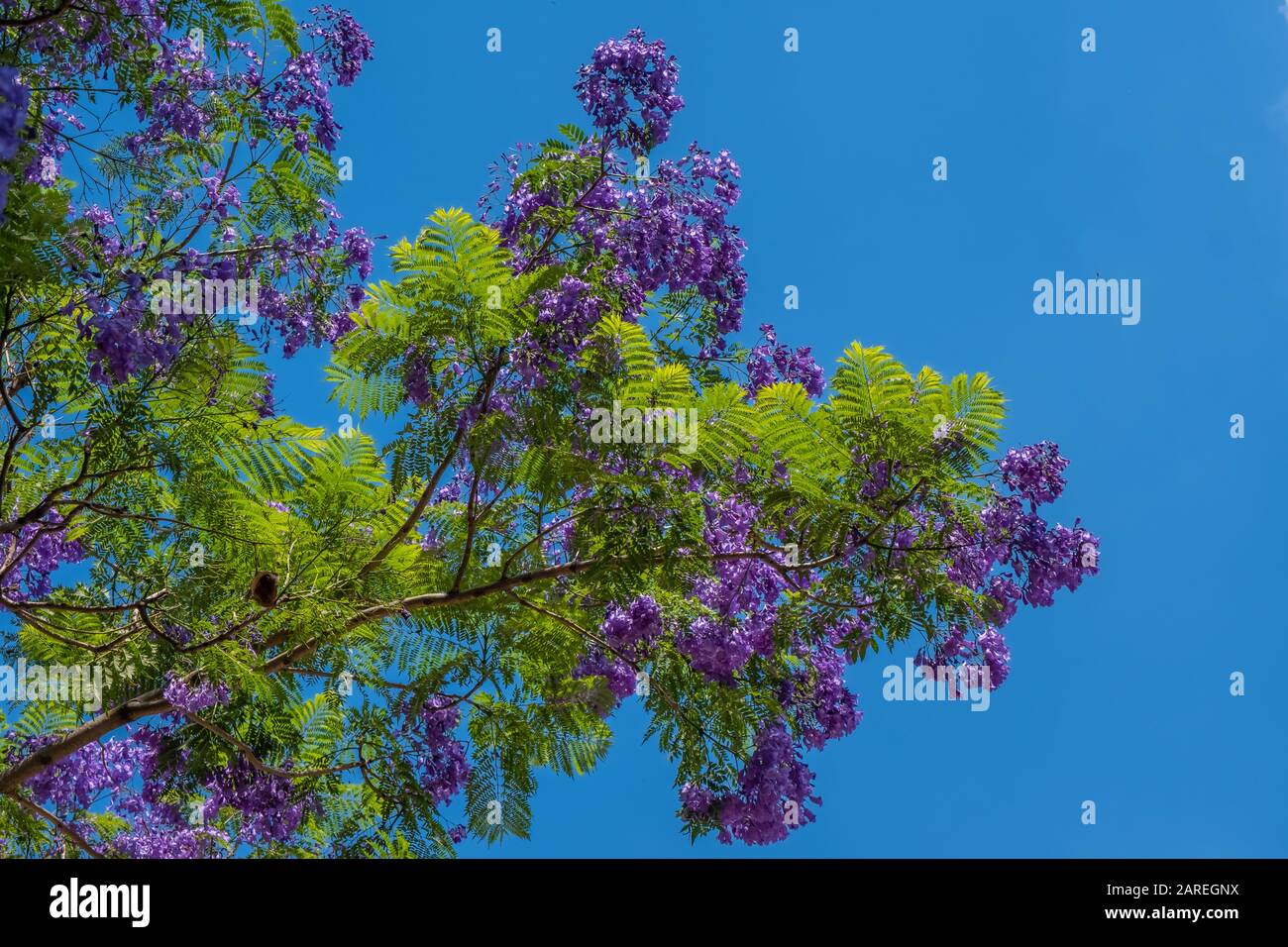 Jacaranda mimosifolia argentina hi-res stock photography and images - Alamy