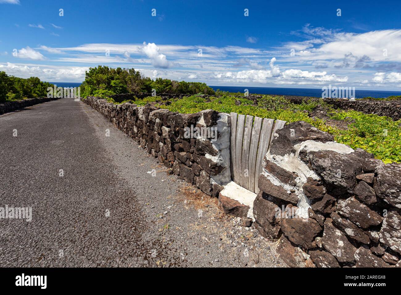 Ancient stone walls enclose a vineyard field on Pico island in the ...