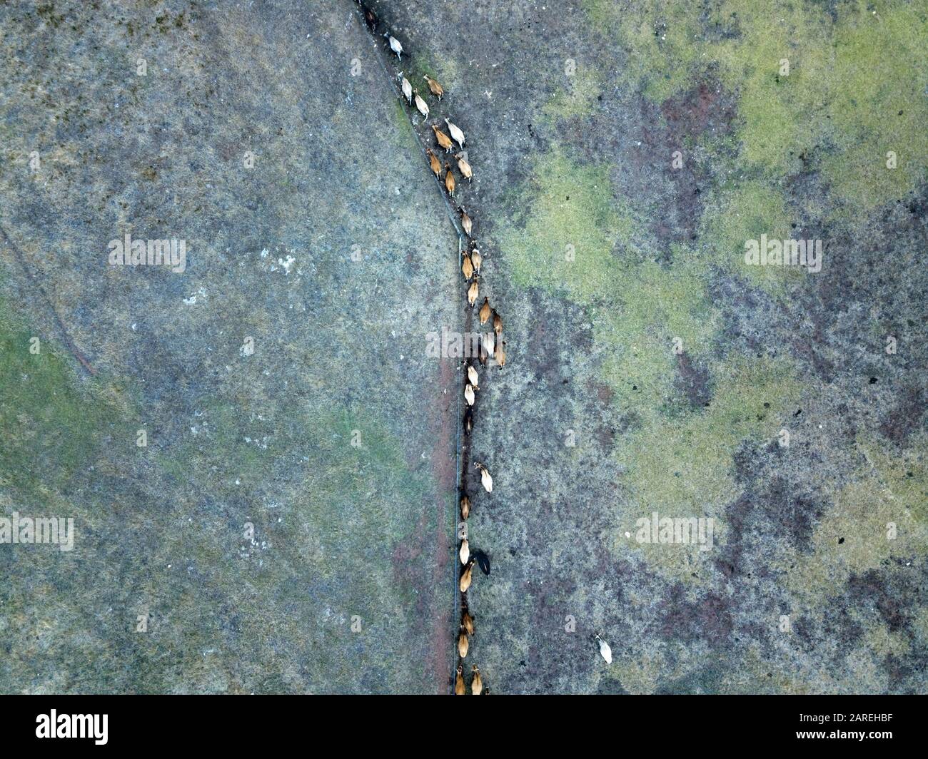 Aerial view cows on a slope following a fence line closely and walking ...