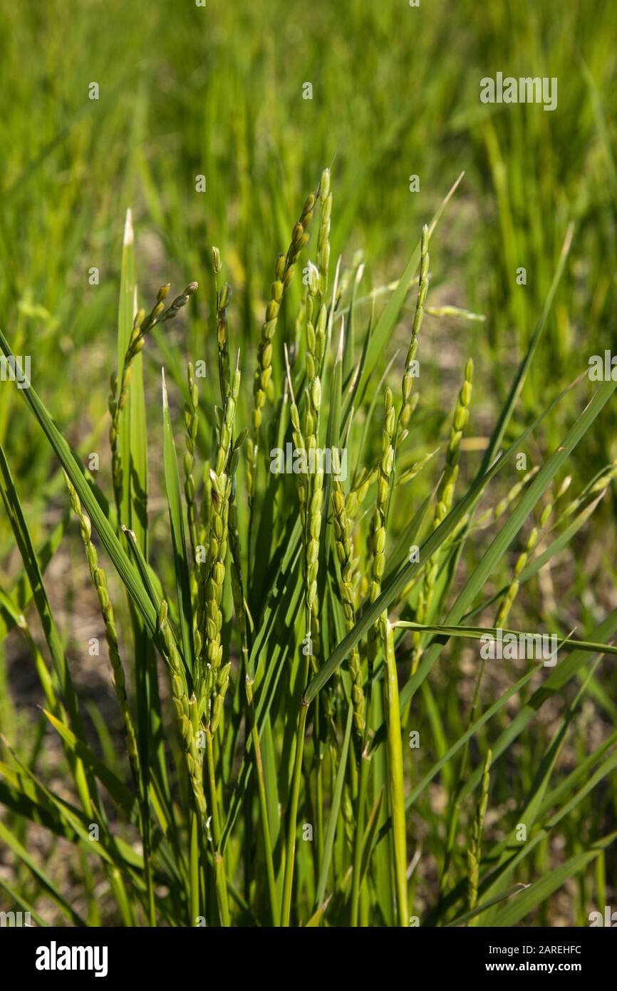 The rice plant Stock Photo - Alamy