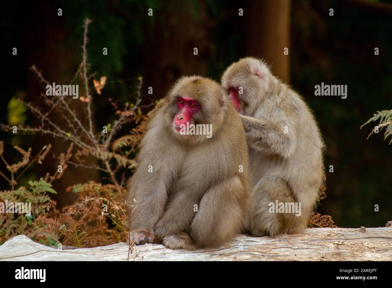 Macaques Grooming High Resolution Stock Photography and Images - Alamy
