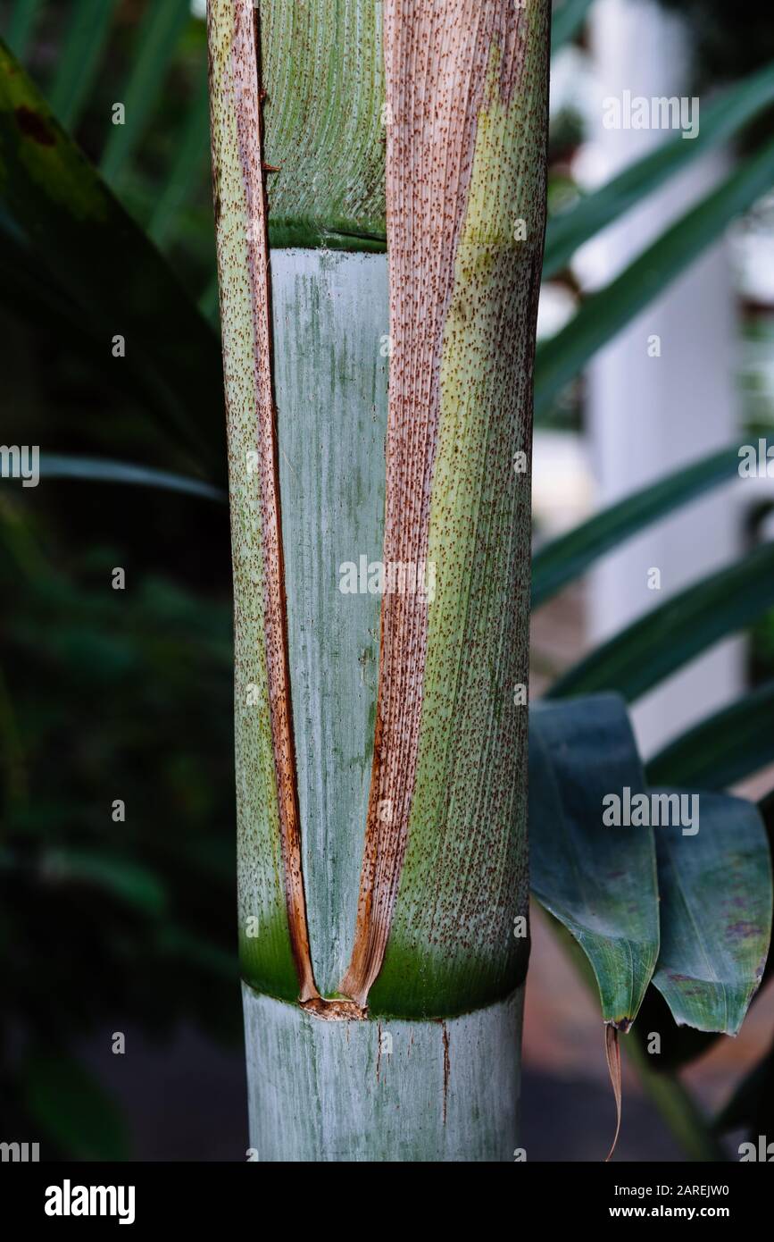 Dypsis Pembana