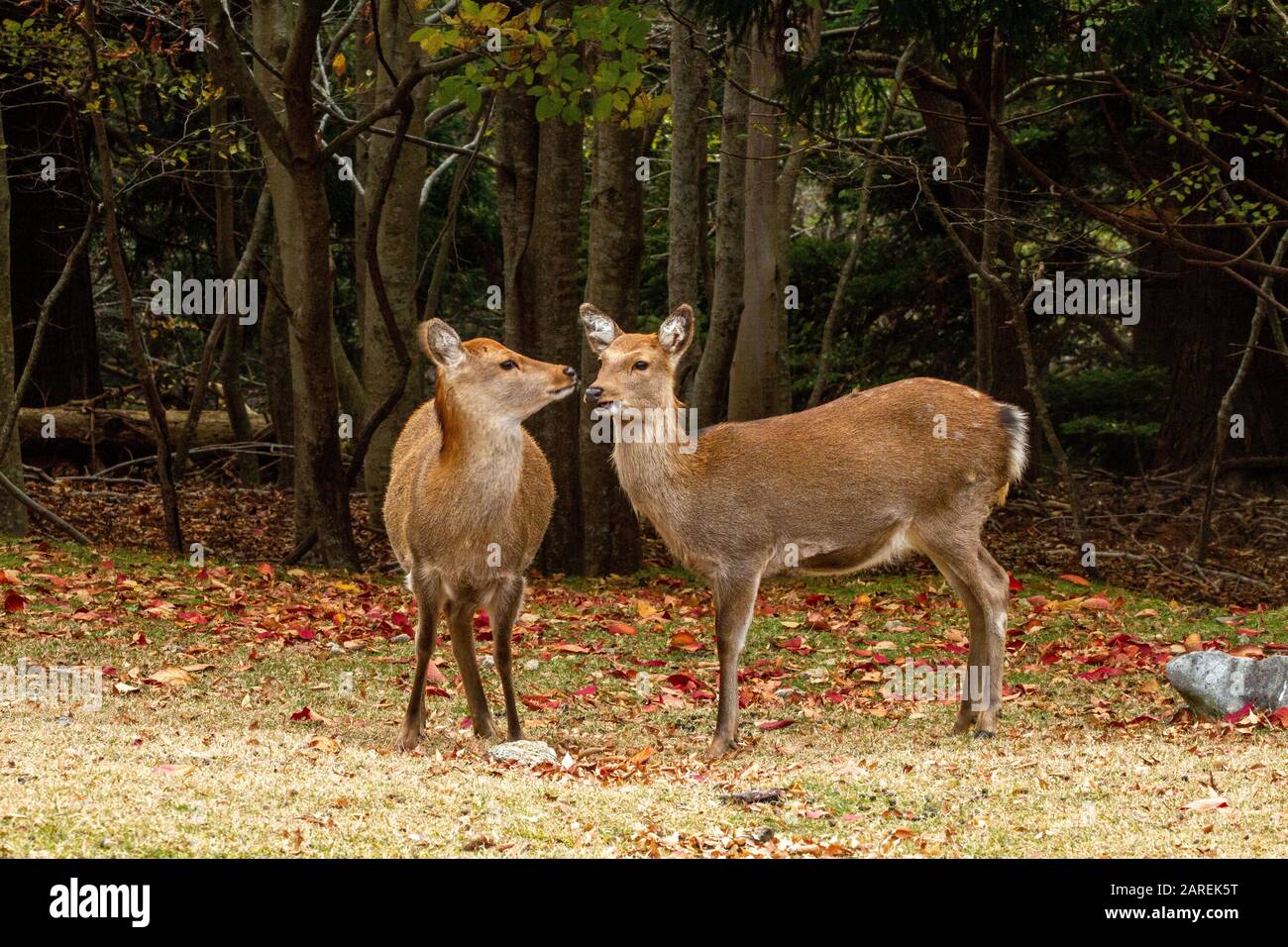 sika deer (Cervus nippon) in Kinkasan Island, Miyagi Prefecture, Japan ...
