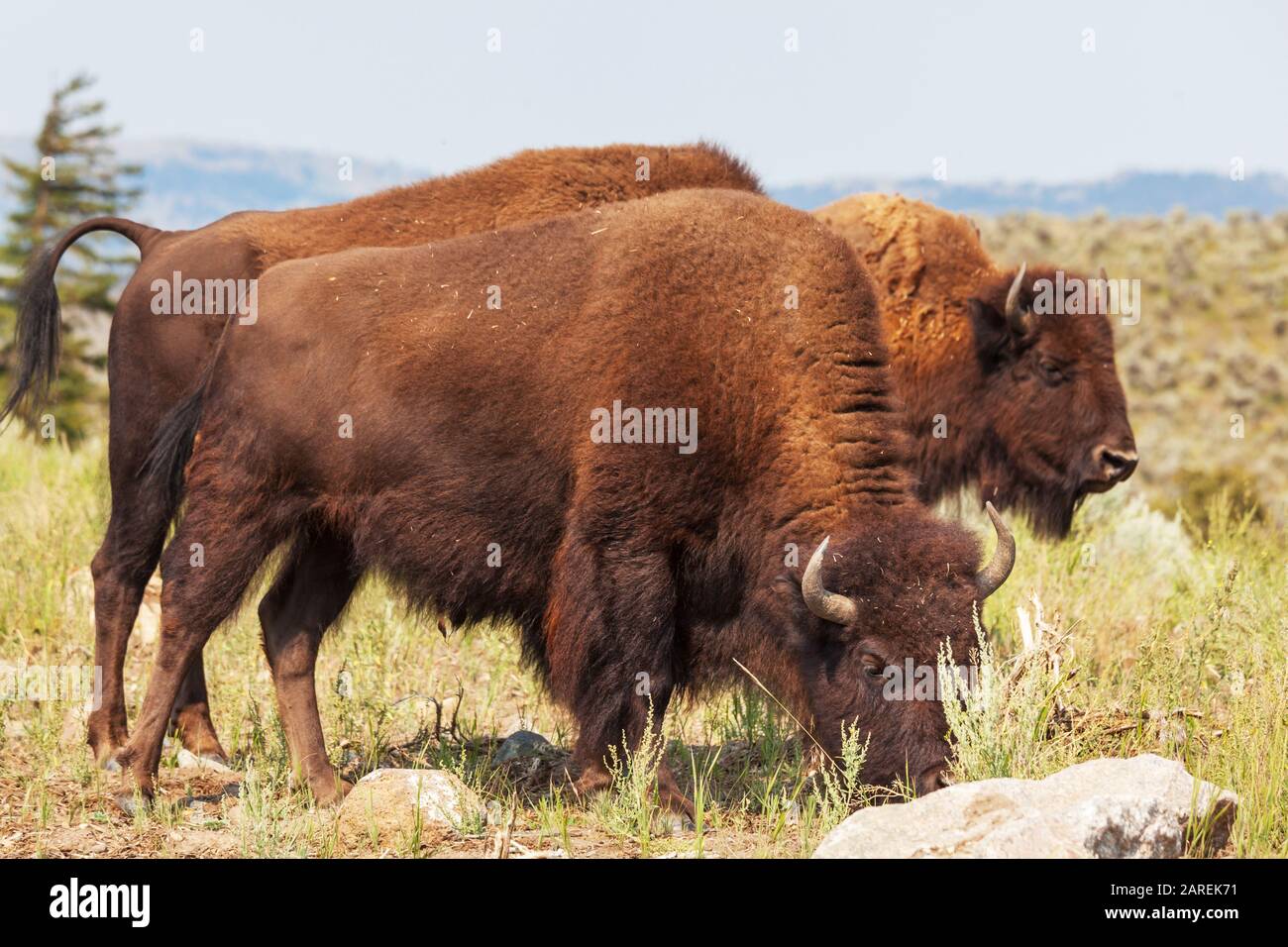 Wild buffalo in Yellowstone National Park, USA Stock Photo - Alamy