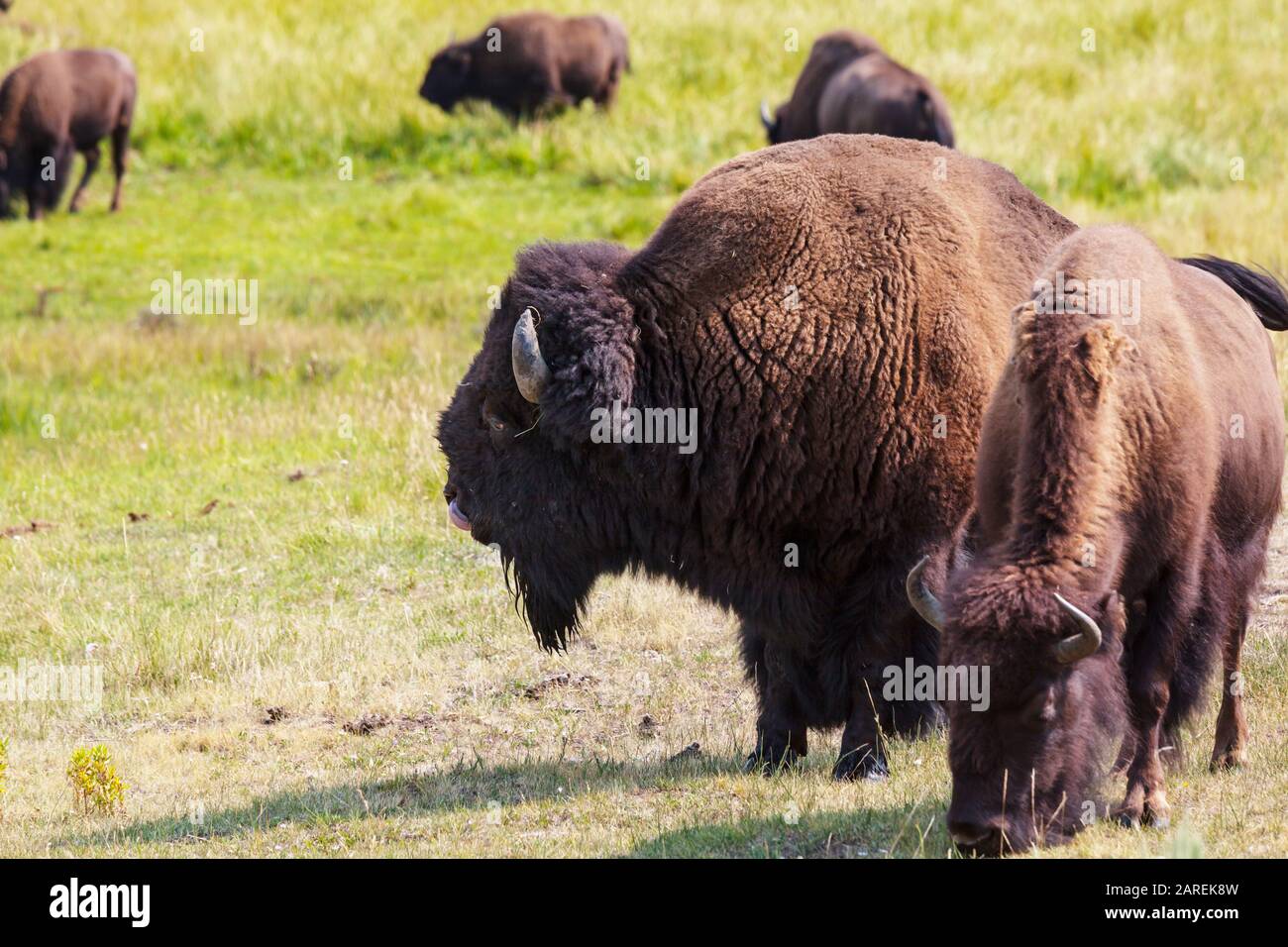Wild buffalo in Yellowstone National Park, USA Stock Photo - Alamy