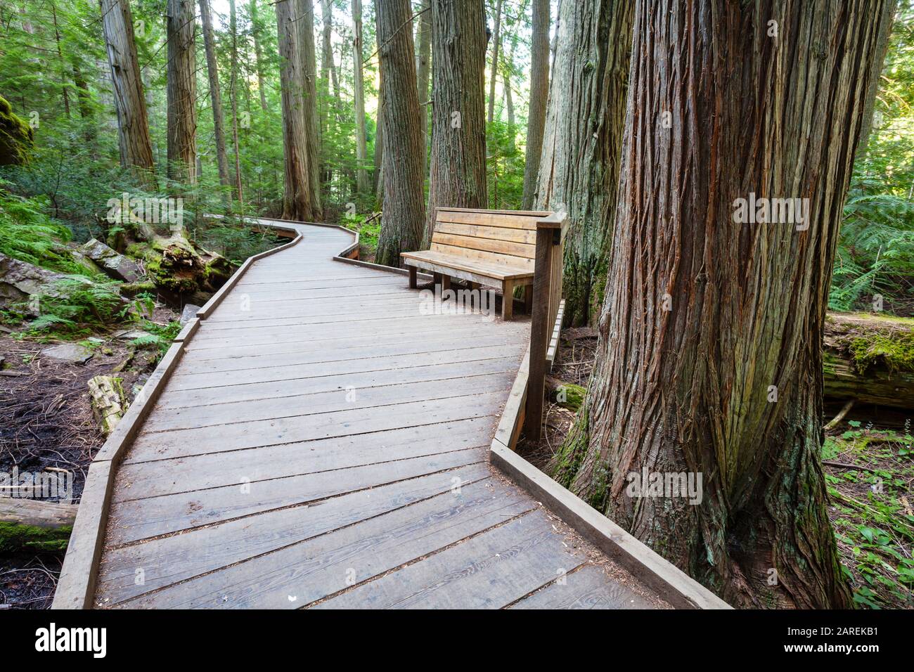 Wooden boardwalk in the forest Stock Photo - Alamy