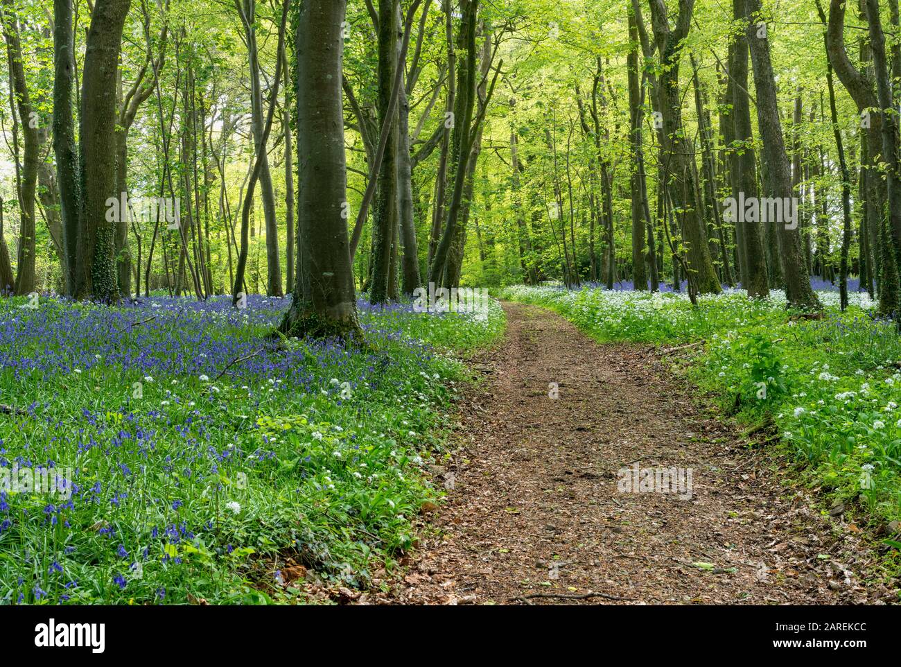 Browns ham Woods, Bluebell wood, North Devon, UK Stock Photo - Alamy