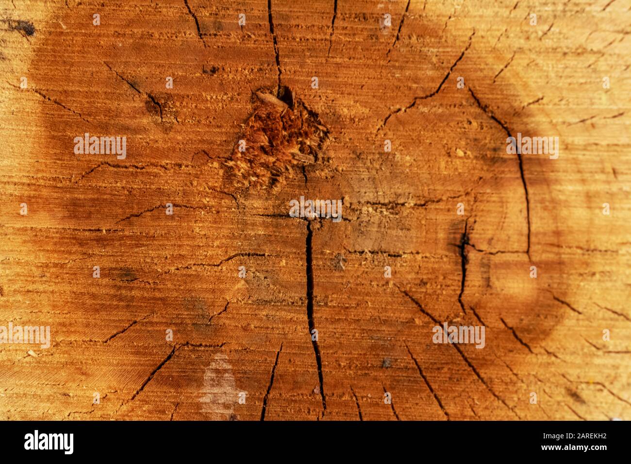 Orange tree trunk in a cut close up, background or texture Stock Photo ...