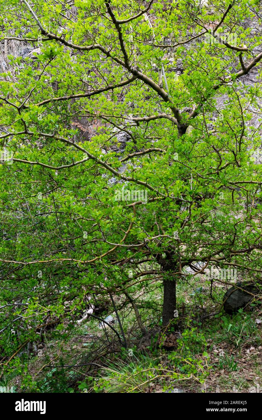 single beautiful tree with new green leaves in spring with twisted ...
