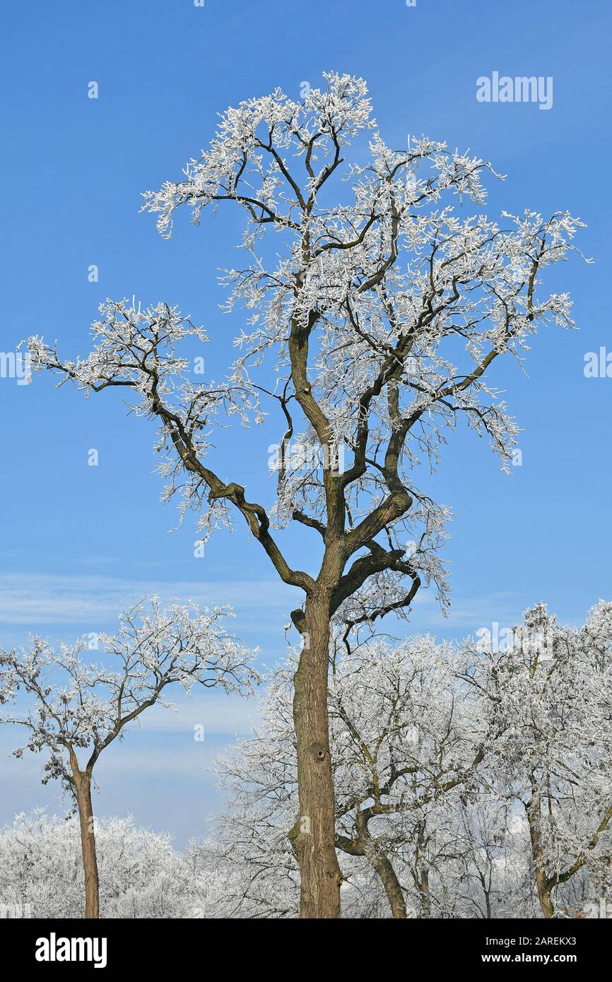 Trees in the woods in winter time Stock Photo - Alamy