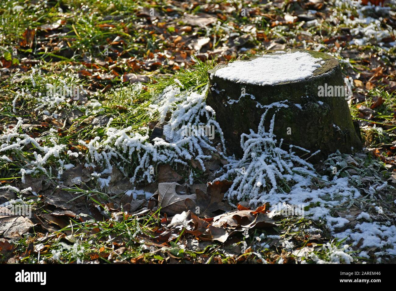 Grass and tree trunk with rime in winter time Stock Photo - Alamy