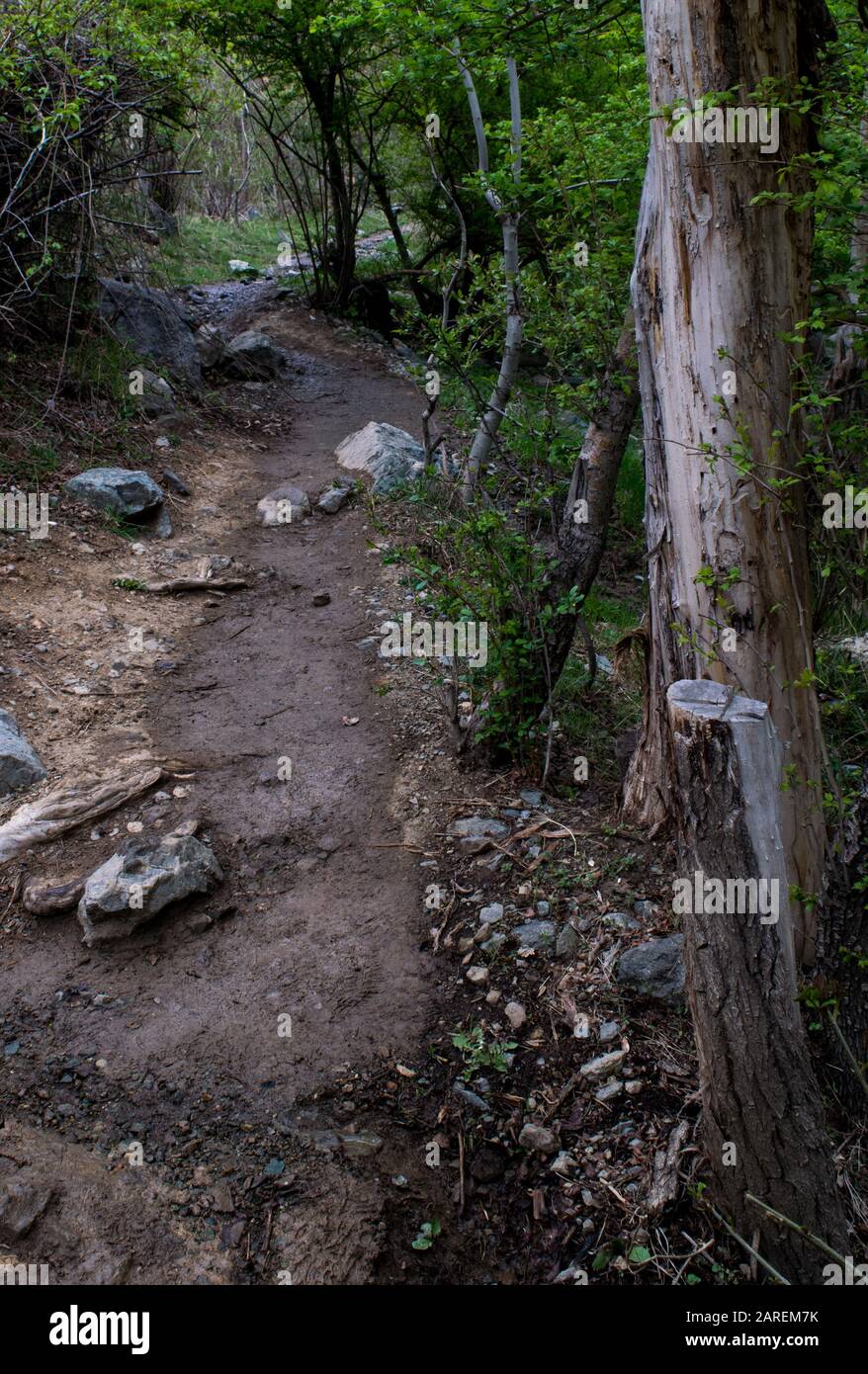 narrow and lush green mountaineering path between trees in tehran ...