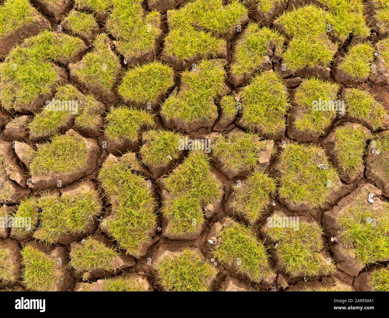 The land with dry ground and grass covered global warming Stock Photo ...