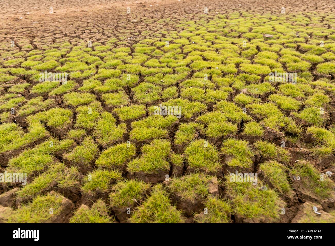 The land with dry ground and grass covered global warming Stock Photo ...