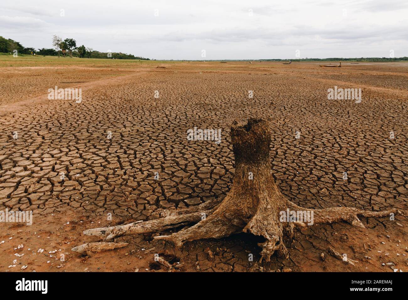 Dried stumps die on dry soil in swamps Stock Photo - Alamy