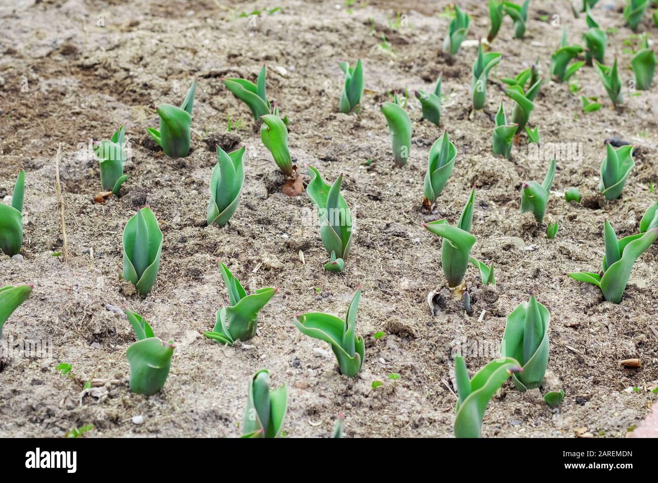 Bud plant development stage hi-res stock photography and images - Alamy