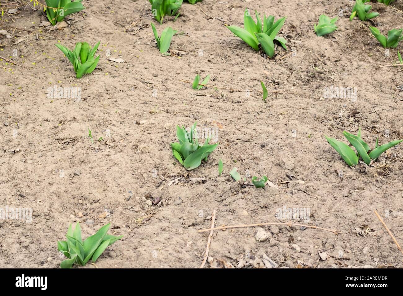 Saplings of flowers on a bed in the spring close up Stock Photo - Alamy