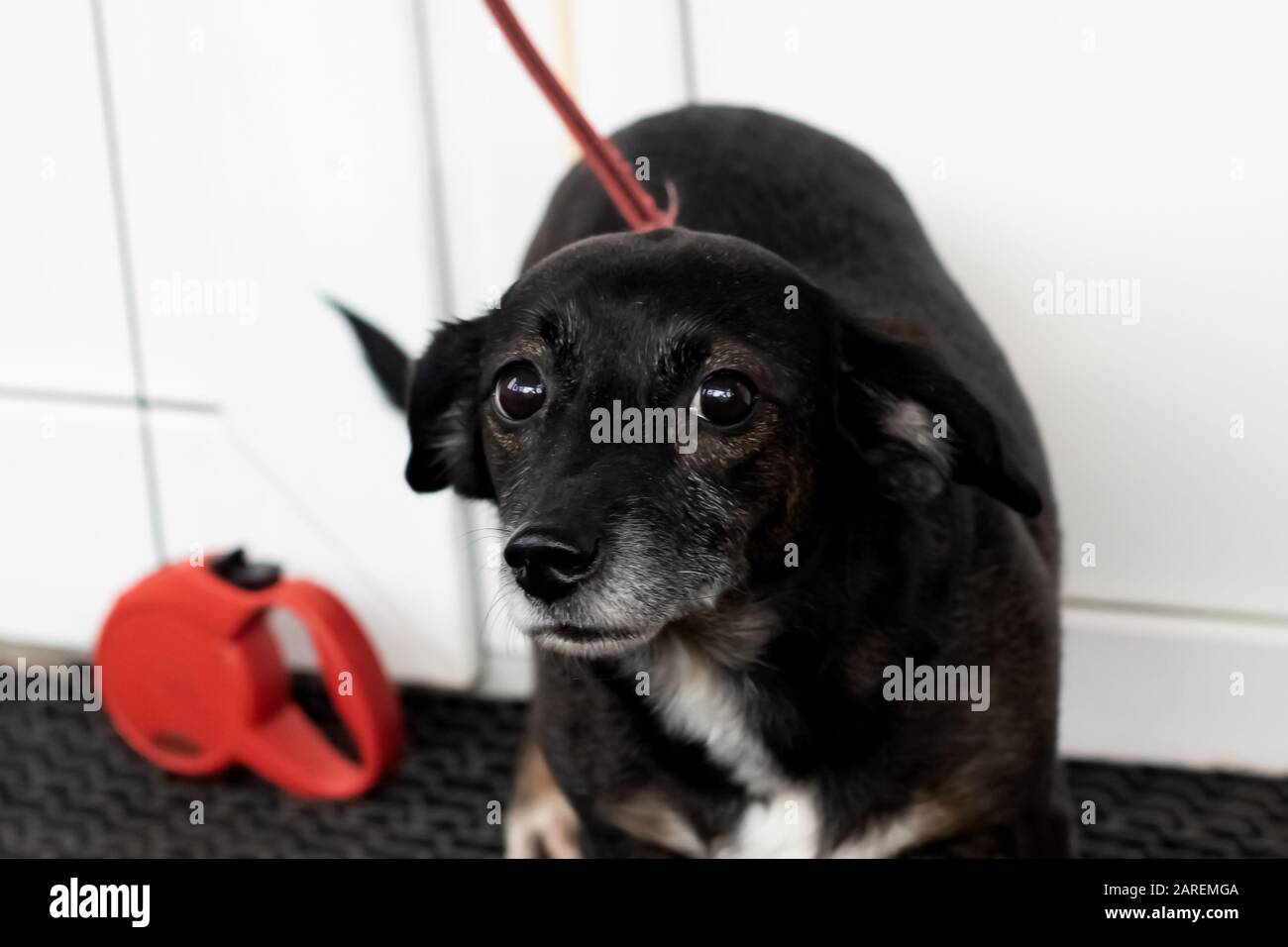 Little black scared dog, close up portrait, the problem of stray ...