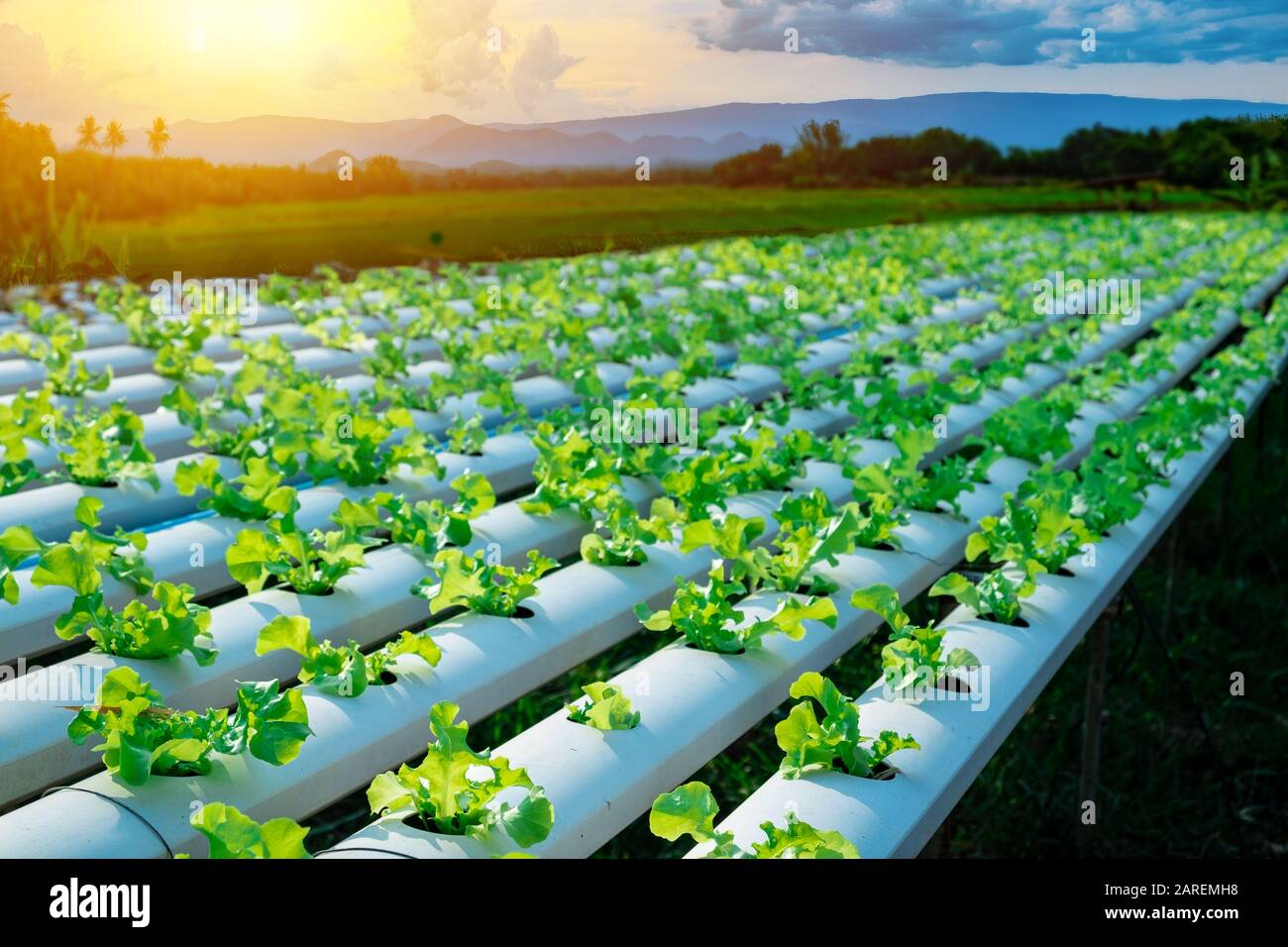 Vegetable green oak growing in hydroponic system flow water and ...