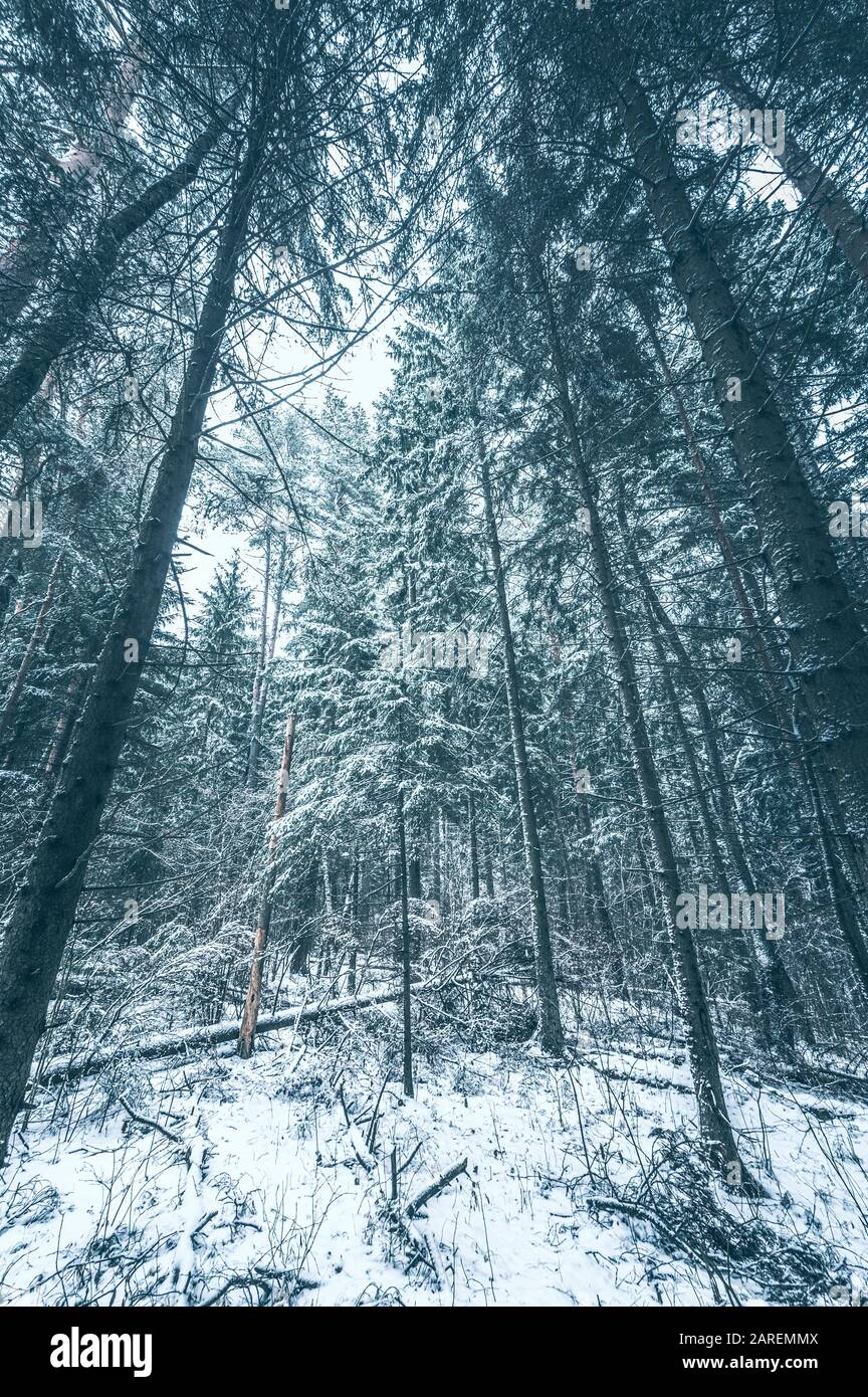 Forest tree resort hi-res stock photography and images - Alamy