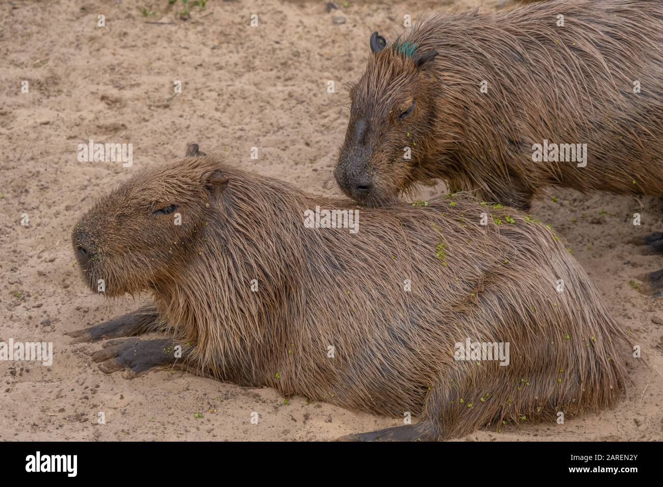 Capybaras (Hydrochoerus hydrochaeris), the largest living rodent in the ...