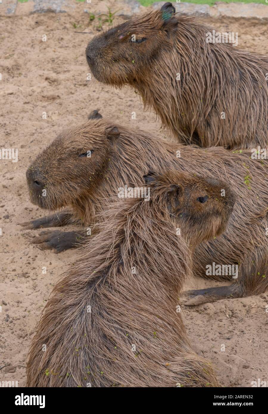 Capybaras (Hydrochoerus hydrochaeris), the largest living rodent in the ...