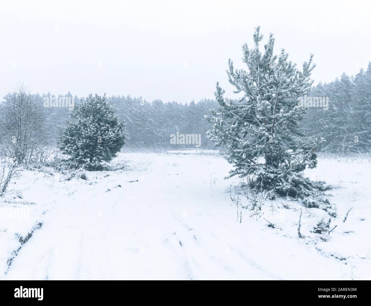 Snow scenic fir trees hi-res stock photography and images - Alamy