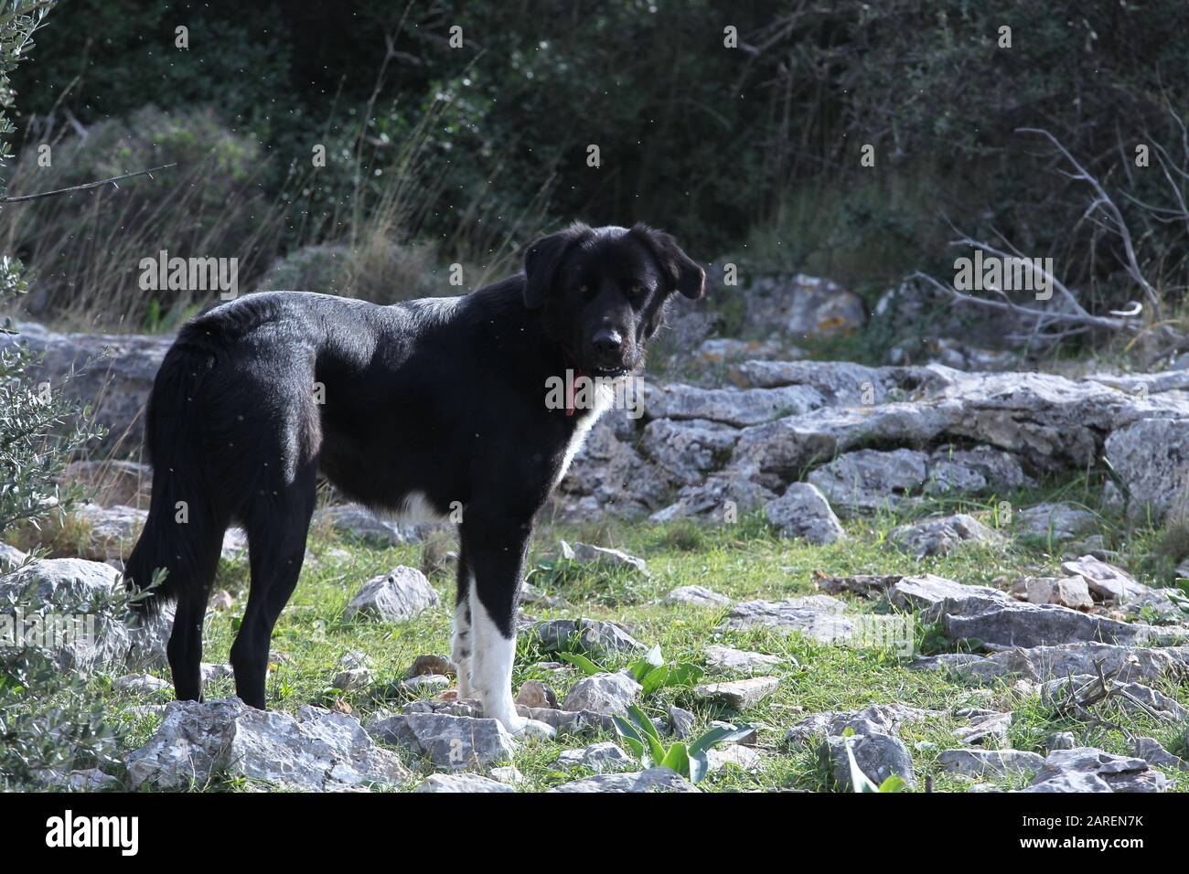Greek Hound High Resolution Stock Photography and Images - Alamy