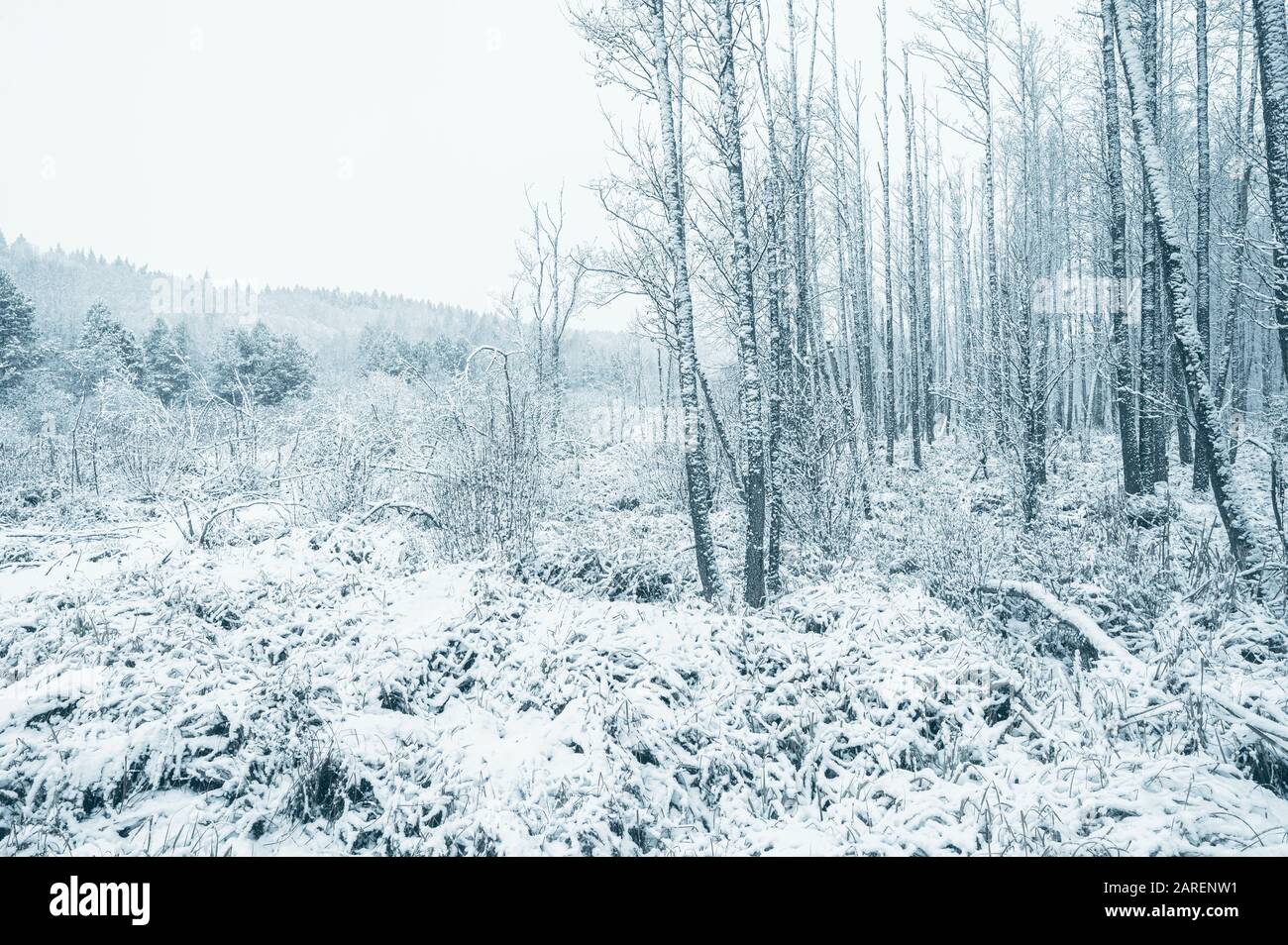 Opening in forest hi-res stock photography and images - Alamy