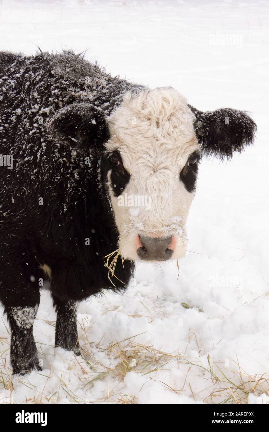 White faced cow hi-res stock photography and images - Alamy