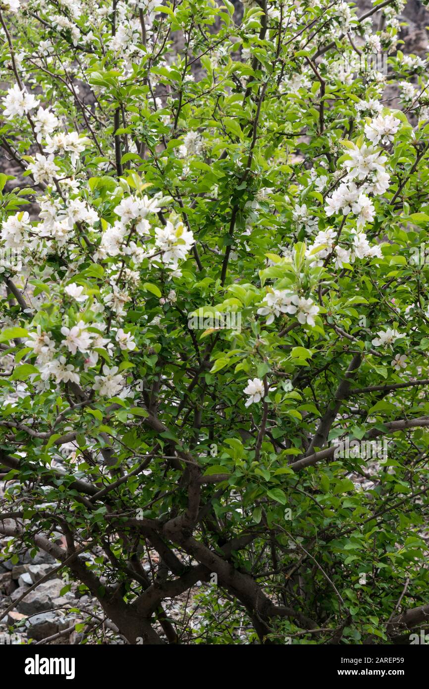 tree in full bloom with green leaves and big blooms, golab darreh ...